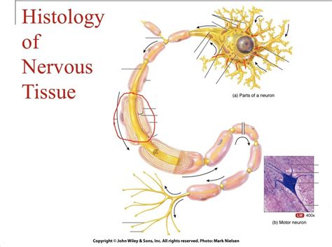 Histology Of Nervous Tissue Diagram Quizlet