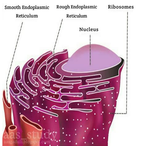 How To Draw Endoplasmic Reticulum Mage Drawing Ideas