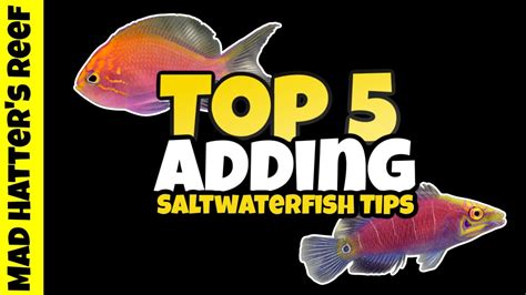 5 Things You Should ALWAYS Do When Adding Saltwater Fish YouTube