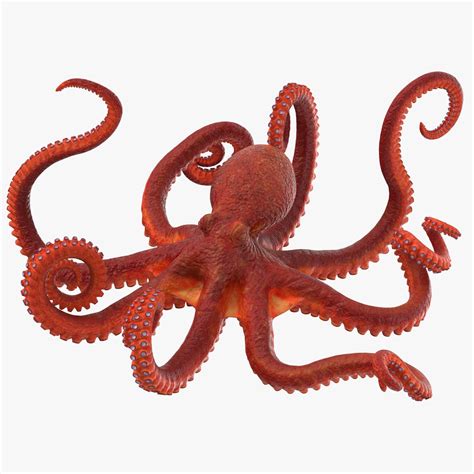 Pin On Octopus Squid