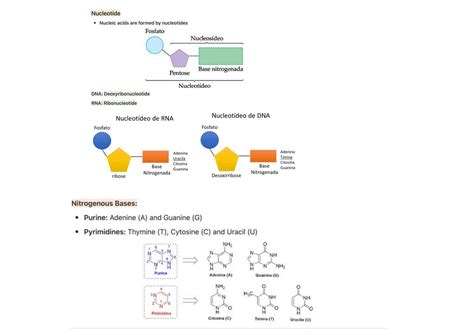 Solution Nucleic Acids Basics Studypool