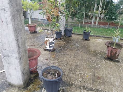 Baignoire De Jardin Sur Photo Gratuite Sur Pixabay Pixabay