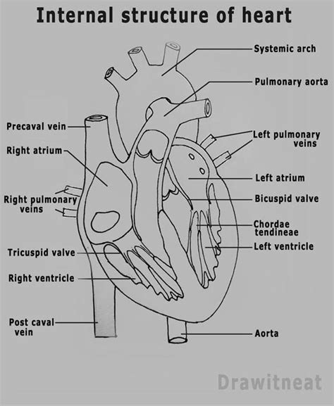 Heart Drawing With Label