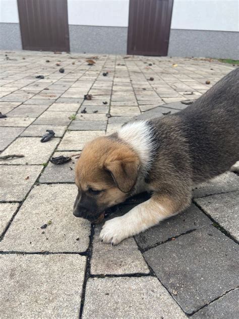 Szczeniaki Do Oddania Aleksandria OLX Pl
