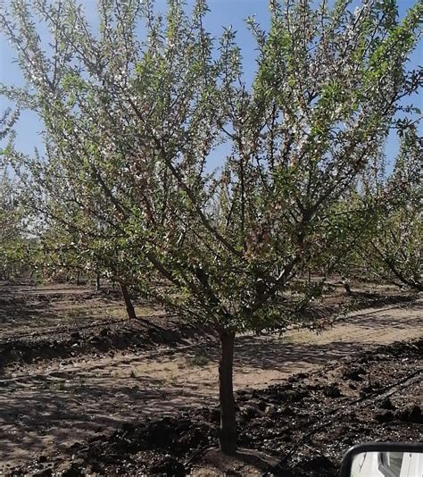Variedades De Almendros Comprar Almendras De Calidad Con AGROMIVIC