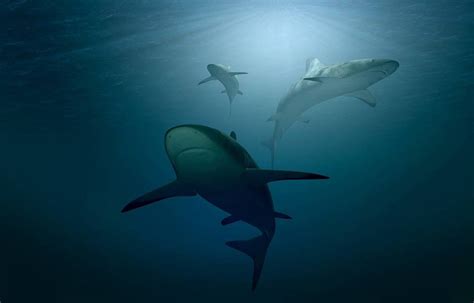 Increíble pero cierto Descubren tiburones vivos nadando dentro de un