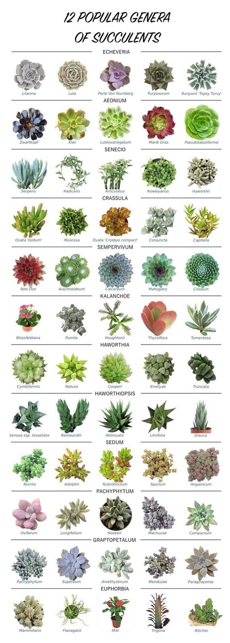 12 Popular Succulent Genre Succulent Diy Ideas Genre Ideas