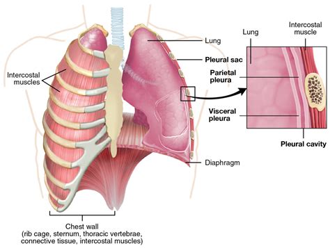 45 Impressive And Surprising Respiratory System Facts Owlcation