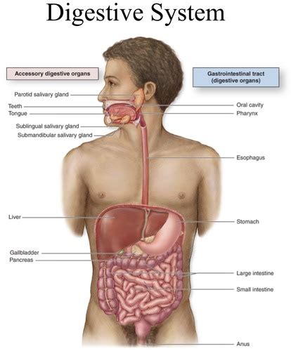 Digestive System Part Flashcards Quizlet