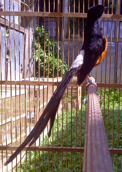 Wisata Kicau Bird Farm Jenis Murai Batu