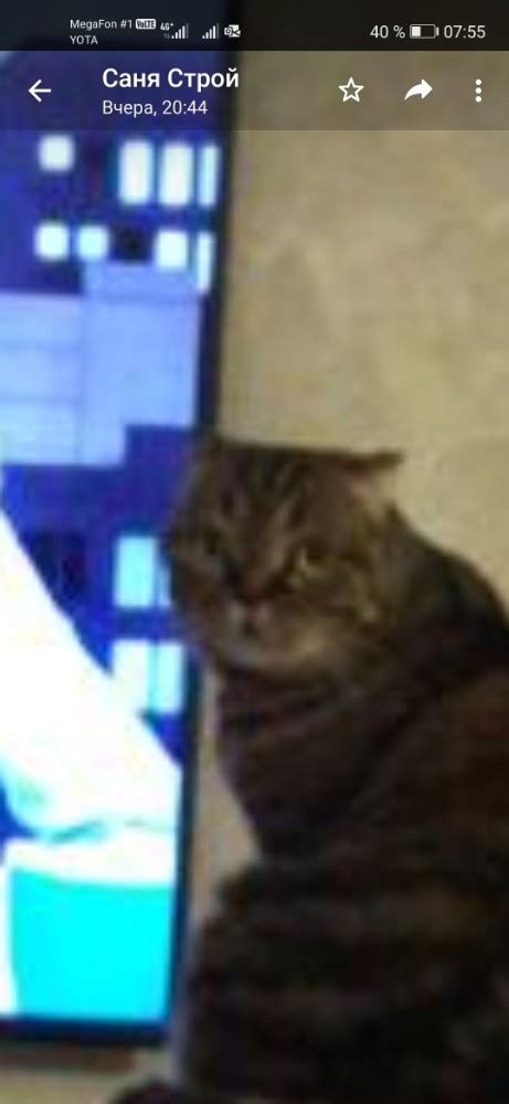 Create Meme Cat In Shock Cats Cat Pictures Meme Arsenal