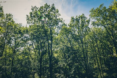 Banco de imagens panorama árvore natureza floresta grama ramo