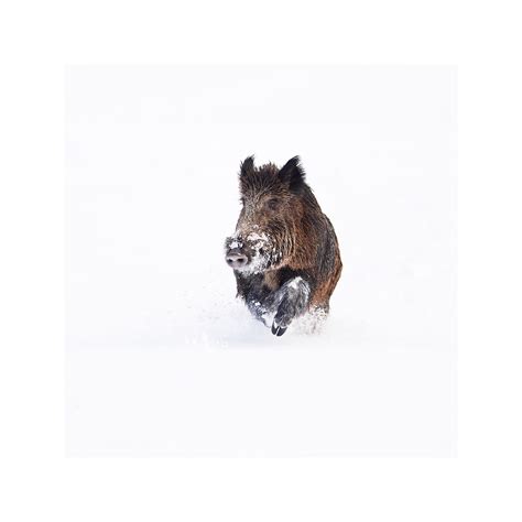 J R Mie Villet Photographe
