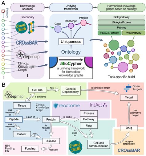 the biocypher framework a we transform commonly used curated download scientific diagram