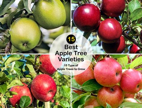 Sort Of Apple Timber To Develop Batang Tabon