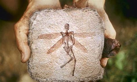 Anomalies archéologiques Squelette géant Squelette