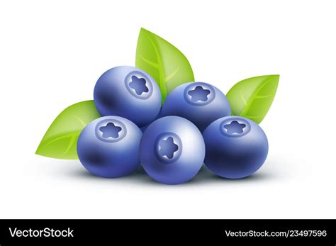Blueberry Icon Isolated Royalty Free Vector Image