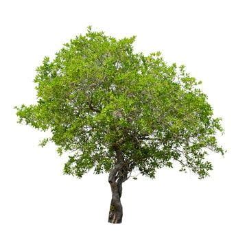 Isolated Tree Hd Transparent Isolated Trees On White Background Tree