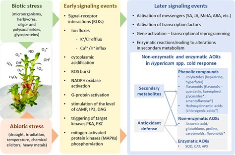 Frontiers Does Phenotyping Of Hypericum Secondary Metabolism Reveal A