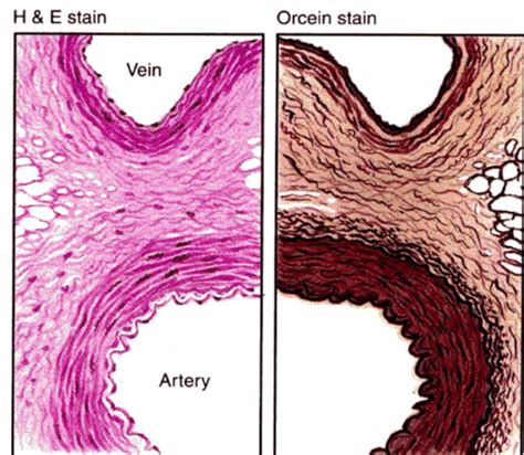Cardiovascular Histology Flashcards Quizlet