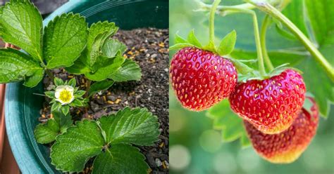 C Mo Cultivar Fresas En Casa Gu A Completa Usando La Fruta