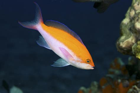 Bicolor Anthias Exotic Sealife