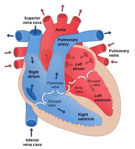 Describe The Internal Structure Of Human Heart