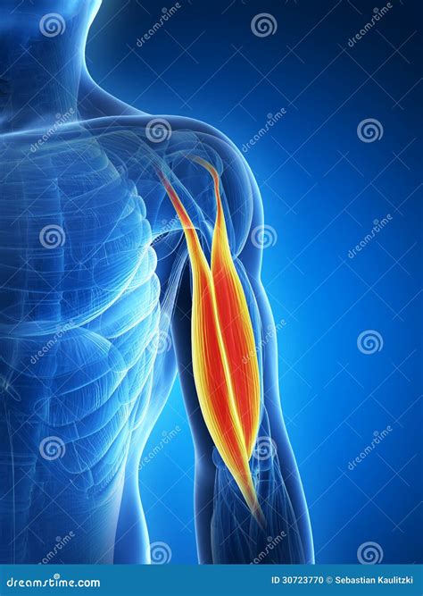 Highlighted Biceps Stock Illustration Illustration Of Brachii 30723770