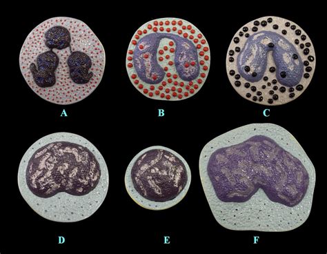A P II Lab Midterm Leukocyte Diagram 1 Diagram Quizlet