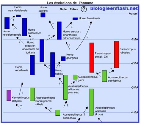Un Regard Sur L Volution De Lhomme Vive Les Svt Les Sciences De