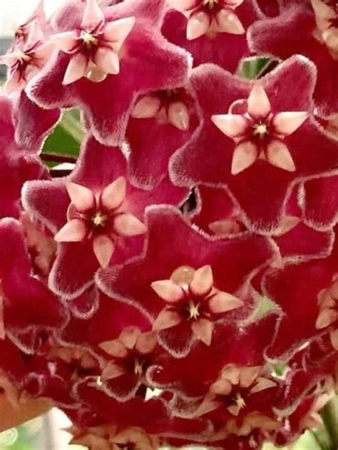 Flor de Cera Vermelha origem características e cuidados Petalas e