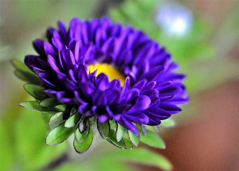 Découvrir 48 kuva flor dália azul Thptnganamst edu vn