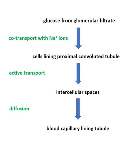 Homeostasis Flashcards Quizlet