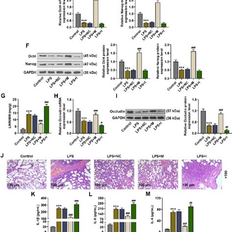 MiR 23b 3p Overexpressing BMSCs Promoted The Differentiation Of BMSCs