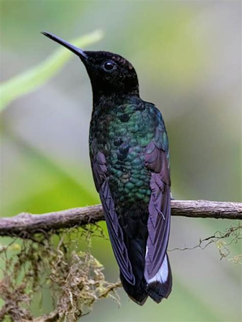 7 Things To Know About Black Chinned Hummingbird Birdzilla Enjoyin