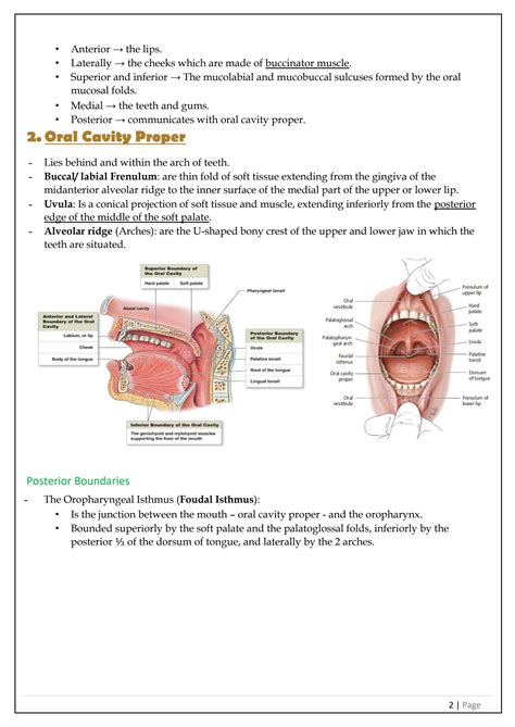 Solution Lecture Oral Cavity Salivary Glands Studypool