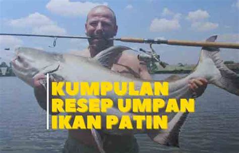 Umpan Ikan Patin Liar Dan Kolam Yang Susah Makan