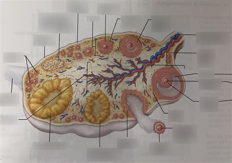 Anatomy Of Human Ovary 3 Diagram Quizlet