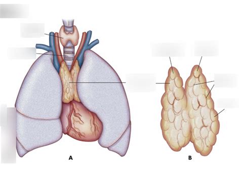 Thymus Gland Diagram Quizlet