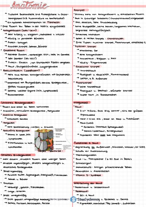 Anatomie Und Physiologie Zusammenfassung 45885 StuDocu Anatomie