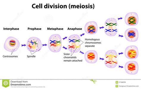 Stages Of Meiosis Information From Cpo Science Life Science Textbook