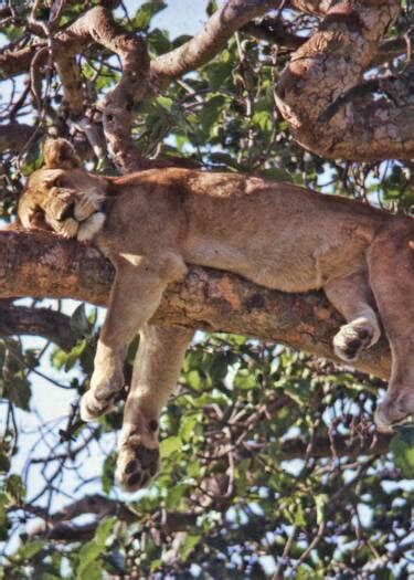 Ouganda Les 5 Lieux Incontournables De La Perle De L Afrique Geo Fr