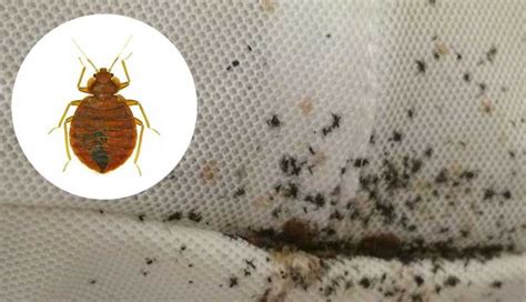 Guide How To Identify And Eliminate Bed Bugs