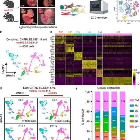 Single Cell Transcriptomic Sequencing Reveals Cell Type Specific