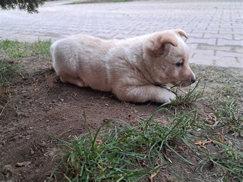 Oddam pieska w dobre ręce Jastrząb OLX pl