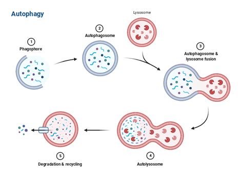 Free Life Science Icons BioRender