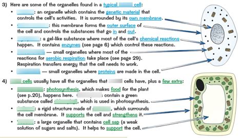 Plant Cell Diagram Quizlet 1 Diagram Of A Plant Cell