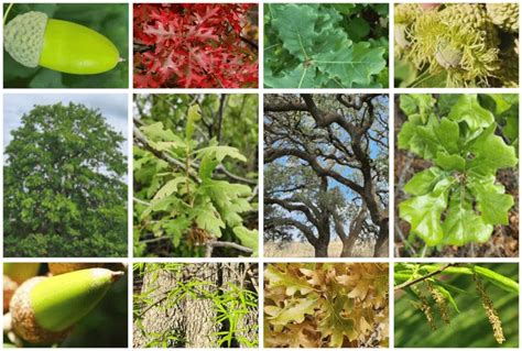 How To Identify Different Types Of Oak Trees