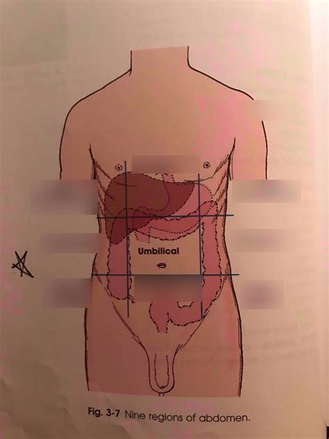 Nine Regions Of Abdomen Diagram Quizlet