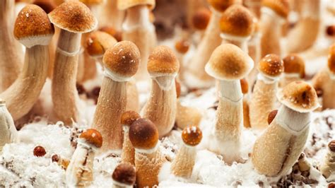 Comprehensive Guide To The Benefits Of Penis Envy Mushrooms Tides Well Onlinetides Well Online